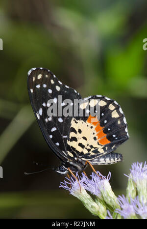 (Chlosyne janais janais Stock Photo - Alamy