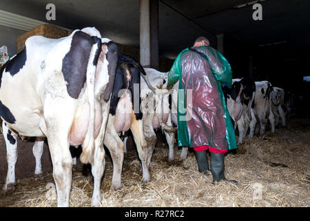 Male veterinarian performing a transrectal real-time ultrasound ...