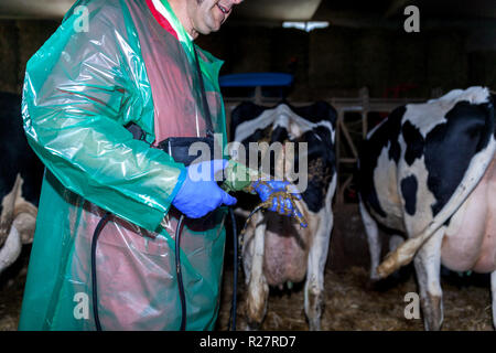 Male veterinarian performing a transrectal real-time ultrasound ...