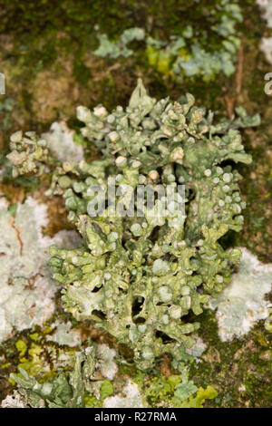 A lichen of the genus Ramalina growing on trees lining a public ...