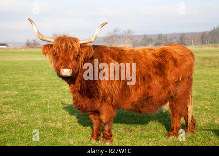Red Highland cow in the countryside near Billingshurst, West Sussex ...