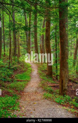 A vertical shot of a pathway in a forest Stock Photo - Alamy