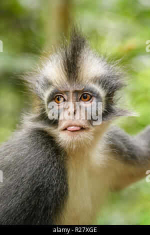 North Sumatran Leaf Monkey (Presbytis thomasi), northern Sumatra ...