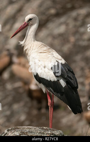 white stork (Ciconia ciconia), on rocks, Spain, Extremadura, Laguna del ...