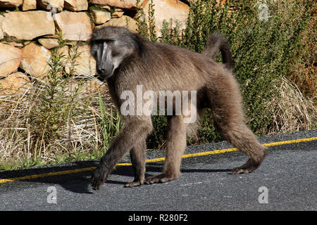 Cape baboons walking on public roads Stock Photo - Alamy
