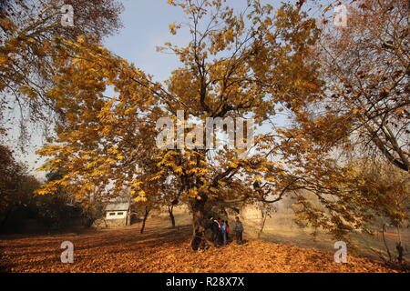 Srinagar, India. 17th Nov, 2018. Autumn is the season after summer and ...