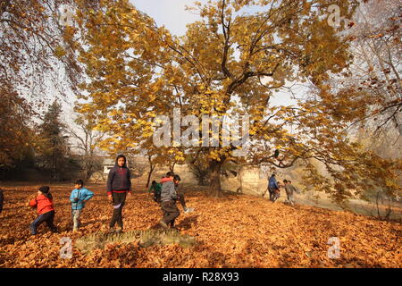 Srinagar, India. 17th Nov, 2018. Autumn is the season after summer and ...