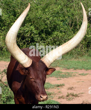 Enormous horned Sanga cattle are kept for meat and milk and selectively ...