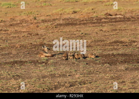 Bat-eared fox pups at the den entrance, one an albino, Mara Naboisho ...