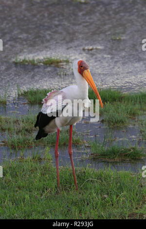 Africa, Kenya, View of Yellow billed Hornbill bird in Samburu National ...