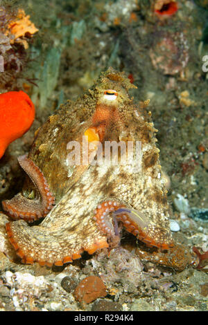 Common Sydney Octopus, Octopus tetricus. Also known as the Gloomy ...