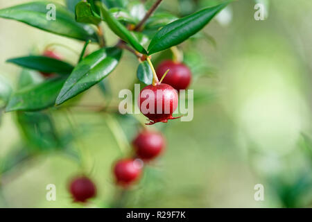 Sweet wild fruit that grows in southern Chile known as Murta, its ...