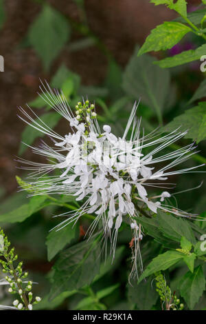 Tropical flower: Cat's Whiskers (Orthosiphon Stamineus Lamiaceae Stock ...