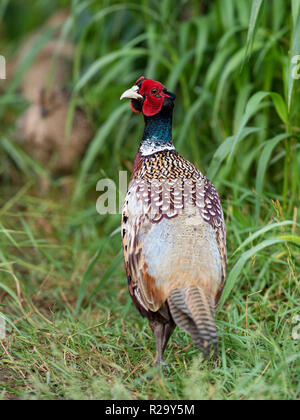 A Rooster pheasant on a summer day Stock Photo - Alamy
