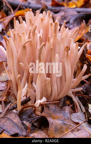 Smoky Spindles - Clavaria fumosa Stock Photo - Alamy
