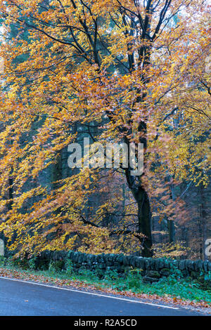 Autumn Woodland - Strines Valley, Sheffield, Peak District, UK Stock ...