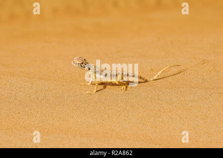 Curious lizard on sand dune in Wahiba Desert, Sultanate of Oman Stock ...