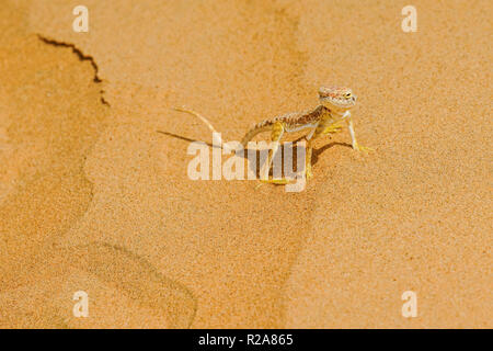 Curious lizard on sand dune in Wahiba Desert, Sultanate of Oman Stock ...