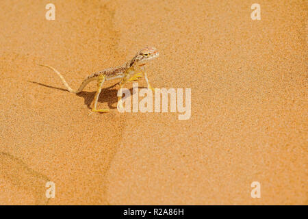 Curious lizard on sand dune in Wahiba Desert, Sultanate of Oman Stock ...