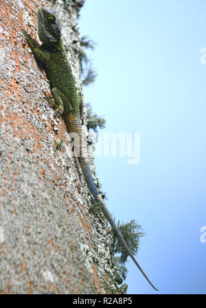 Male tree agama or Blue-throated Agama or Blue Headed Agama ...