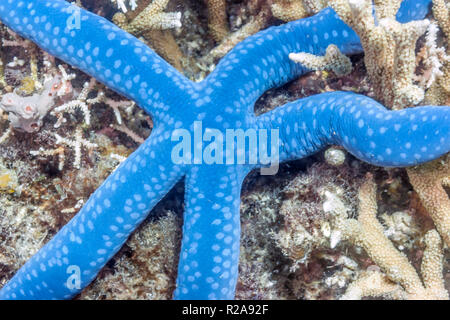 Linckia laevigata called blue star is a species of sea star Stock Photo ...