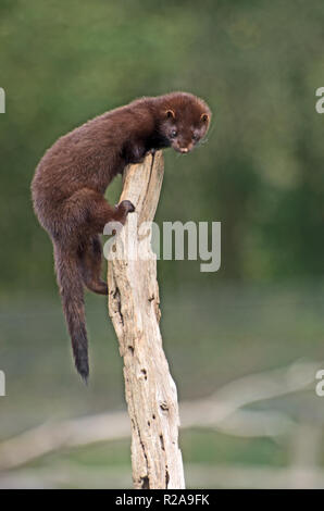 AMERICAN MINK Mustela Vison Branch Captive Stock Photo - Alamy