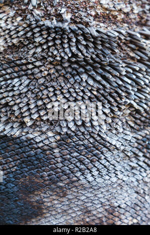 The texture of the outer part of the trunk of a palm tree Stock Photo ...