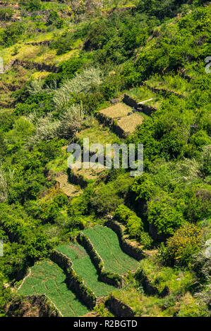 Terraced fields for farming, Madeira Stock Photo - Alamy