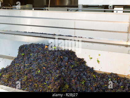 Red grapes are crushing by industrial grape crusher machine Stock Photo ...