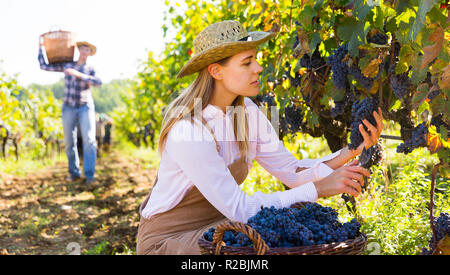 Successful female owner of vineyard gathering harvest of ripe purple ...