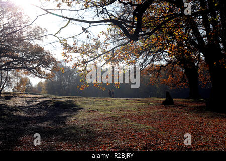 Pic shows: Epping Forest general views pic by Gavin Rodgers/Pixel8000 ...