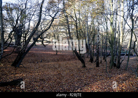 Pic shows: Epping Forest general views pic by Gavin Rodgers/Pixel8000 ...