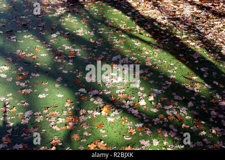 Pic shows: Epping Forest general views pic by Gavin Rodgers/Pixel8000 ...
