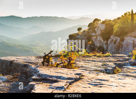 Bush on the background of a mountain landscape, Tarragona, Catalunya ...
