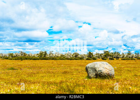 Landscape, dry trees covered with moss, Patagonia, Chile Stock Photo ...