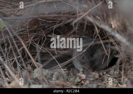 California Vole (Microtus californicus Stock Photo - Alamy