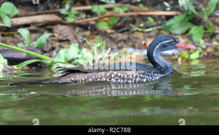 A male African finfoot (Podica senegalensis) hunts in typical fashion ...