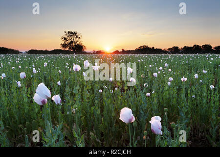 Beautiful sunset on the field in Őrség Hungary with sunbeams and bales ...