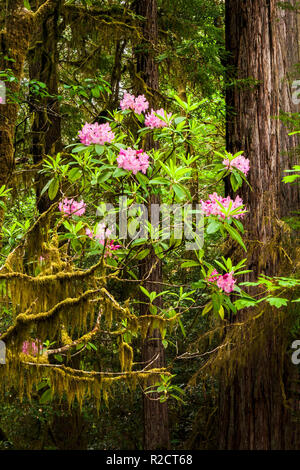Rhododendrons and giant redwood trees in the Prairie Creek Section of ...