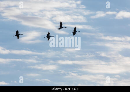 The silhouette a crane bird flying through a bright orange and yellow ...