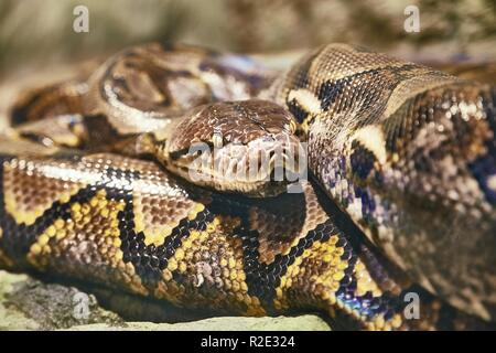 Reticulated Python (Python reticulatus) curled up in tree, Bali ...