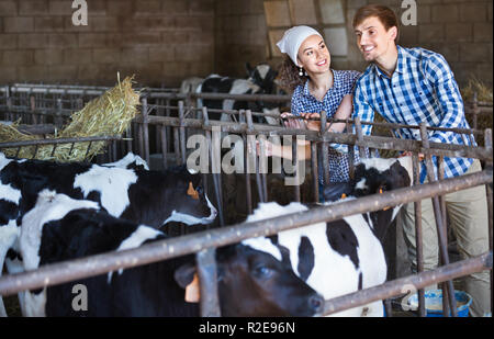Two positive cheerful persons clapping cows in the hangar and smiling ...
