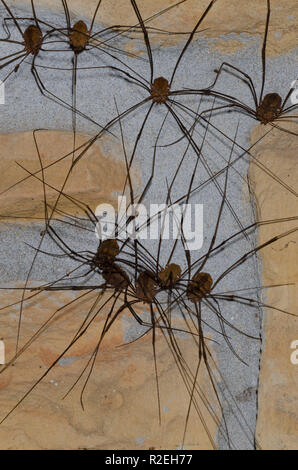 Harvestmen, Order Opiliones, clustered on wall Stock Photo - Alamy
