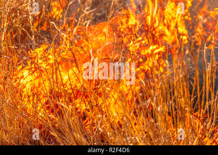 Wilderness fire burned trees grass contrasts on hillside landscape ...