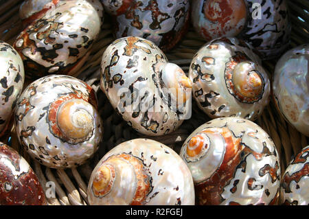 nacre snail snail shell shellfish sea animals shells mussels black ...