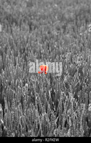 poppy, corn poppy, field, poppy, acre, corn poppy, colour contrast ...