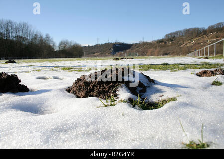 Molehill on football (soccer) field grass lawn, natural grass field ...
