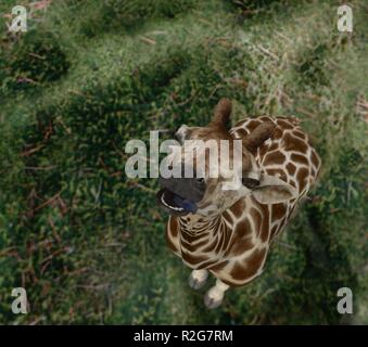 africa, kenya, savannah, cornets, safari, hoofed animal, buffalo ...