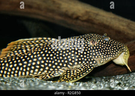 Wels catfish head close up Stock Photo - Alamy