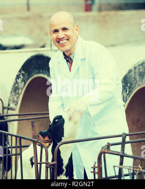 Portrait of smiling mature veterinary technician caring cows in farm ...
